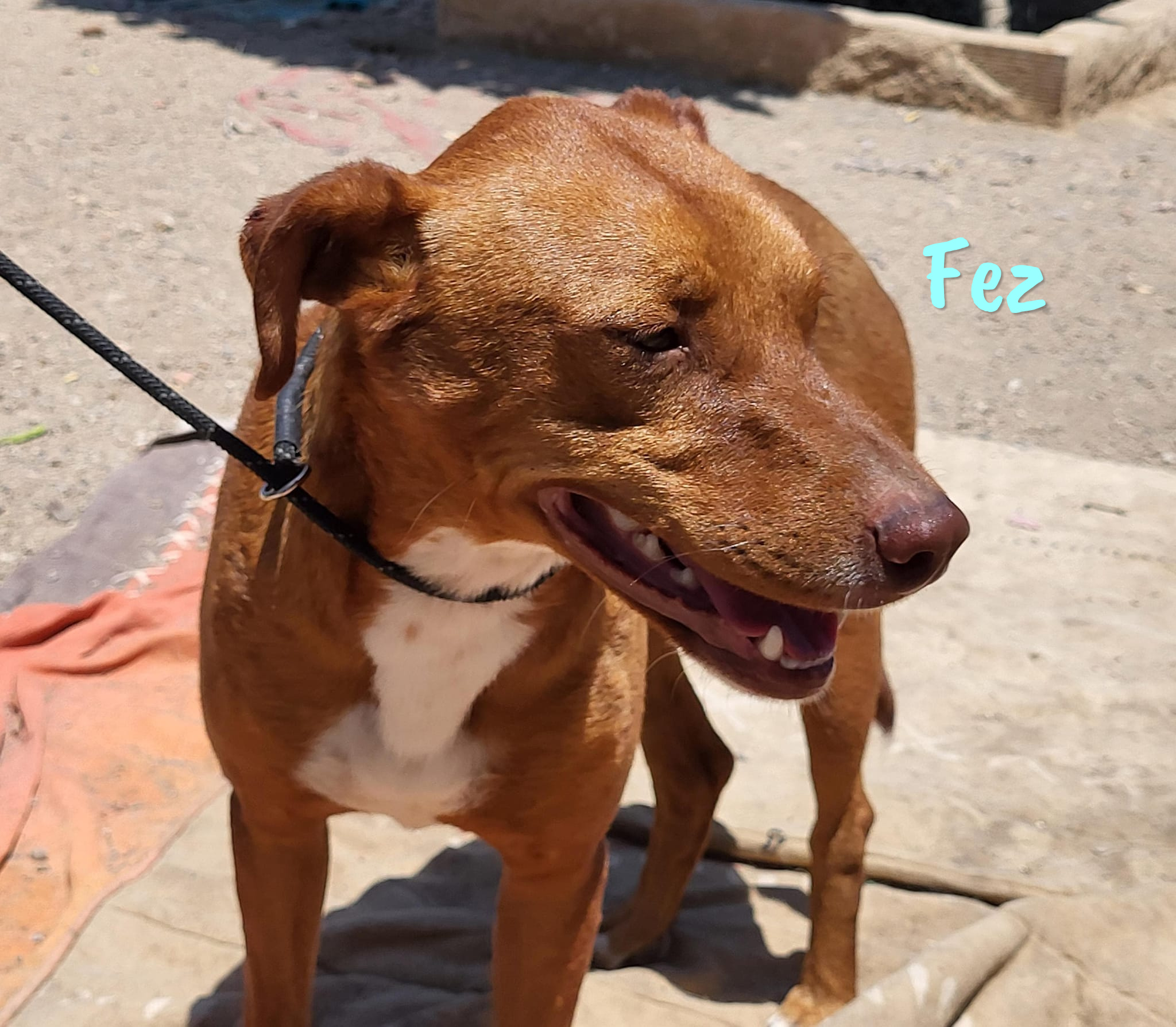 Fez » Tierschutzverein SOS-Dogs e.V.