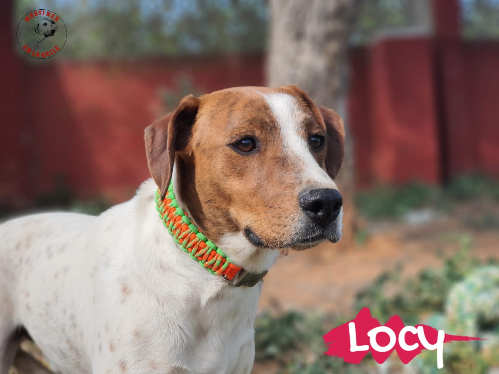 Loci » Tierschutzverein SOS-Dogs e.V.