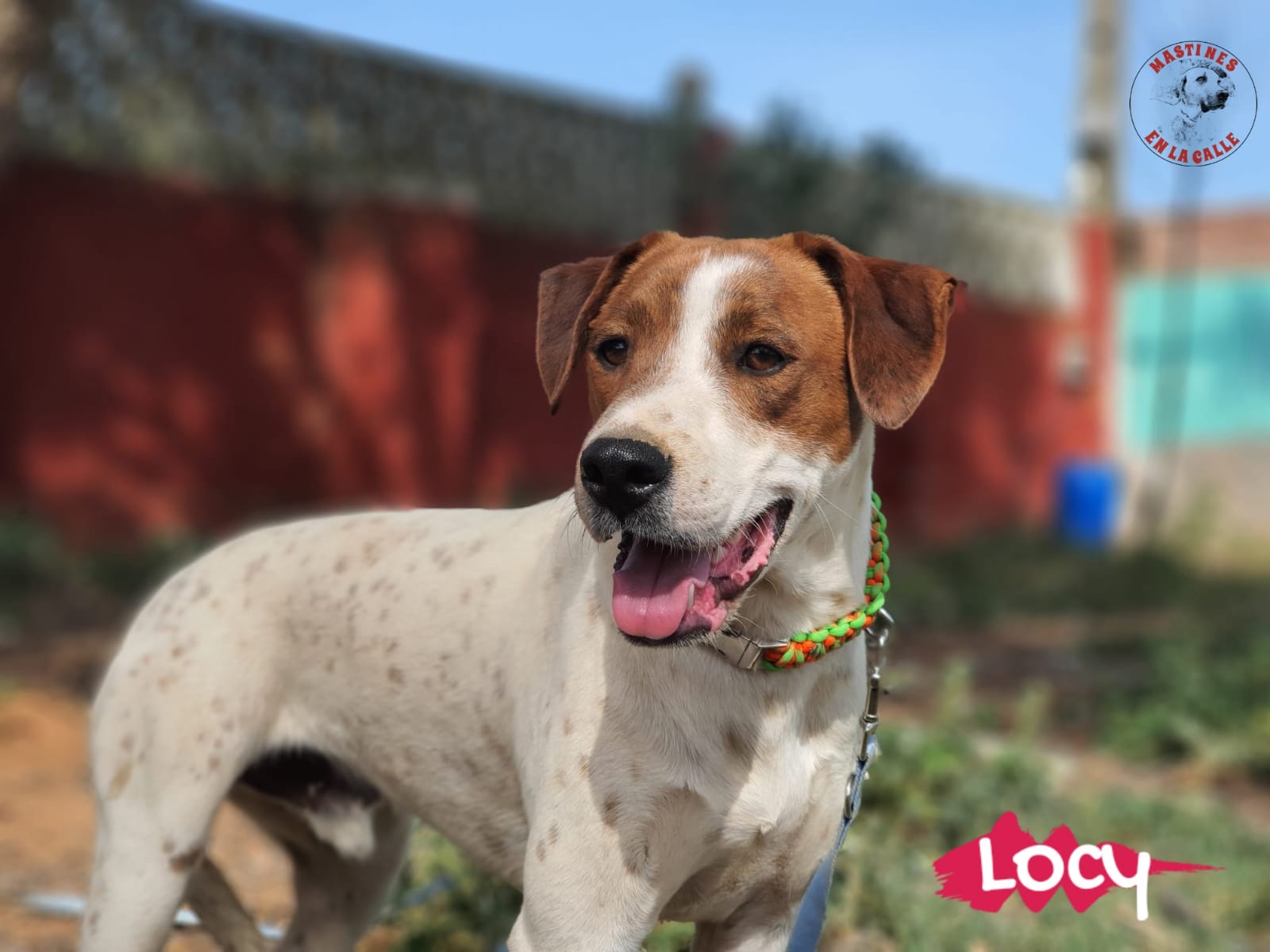 Loci » Tierschutzverein SOS-Dogs e.V.