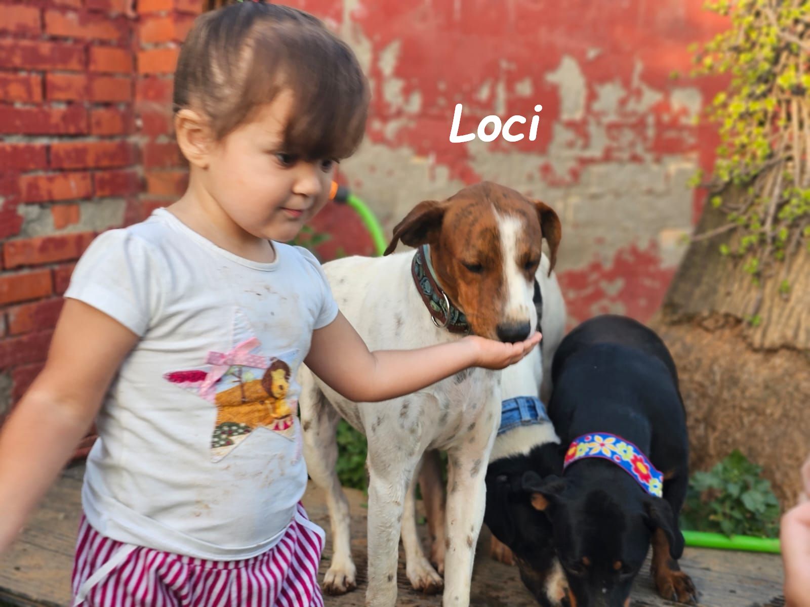 Loci » Tierschutzverein SOS-Dogs e.V.