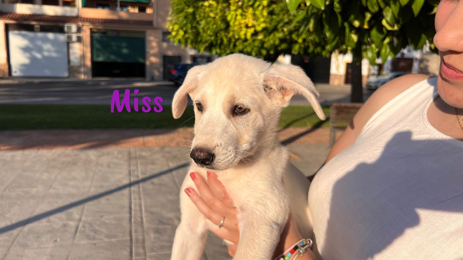 Miss » Tierschutzverein SOS-Dogs e.V.