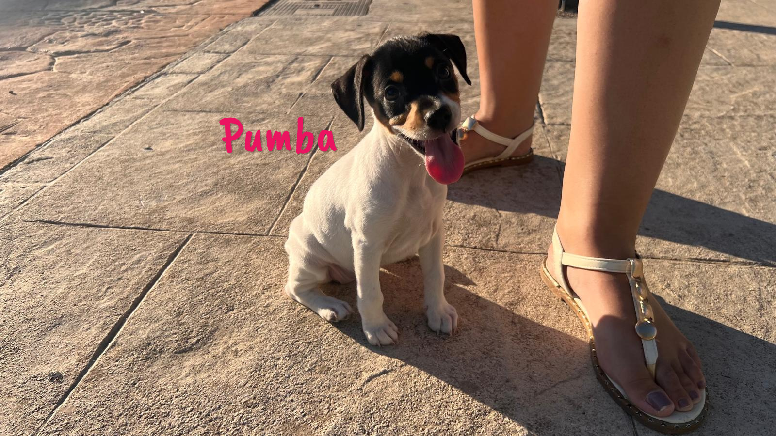 Pumba » Tierschutzverein SOS-Dogs e.V.