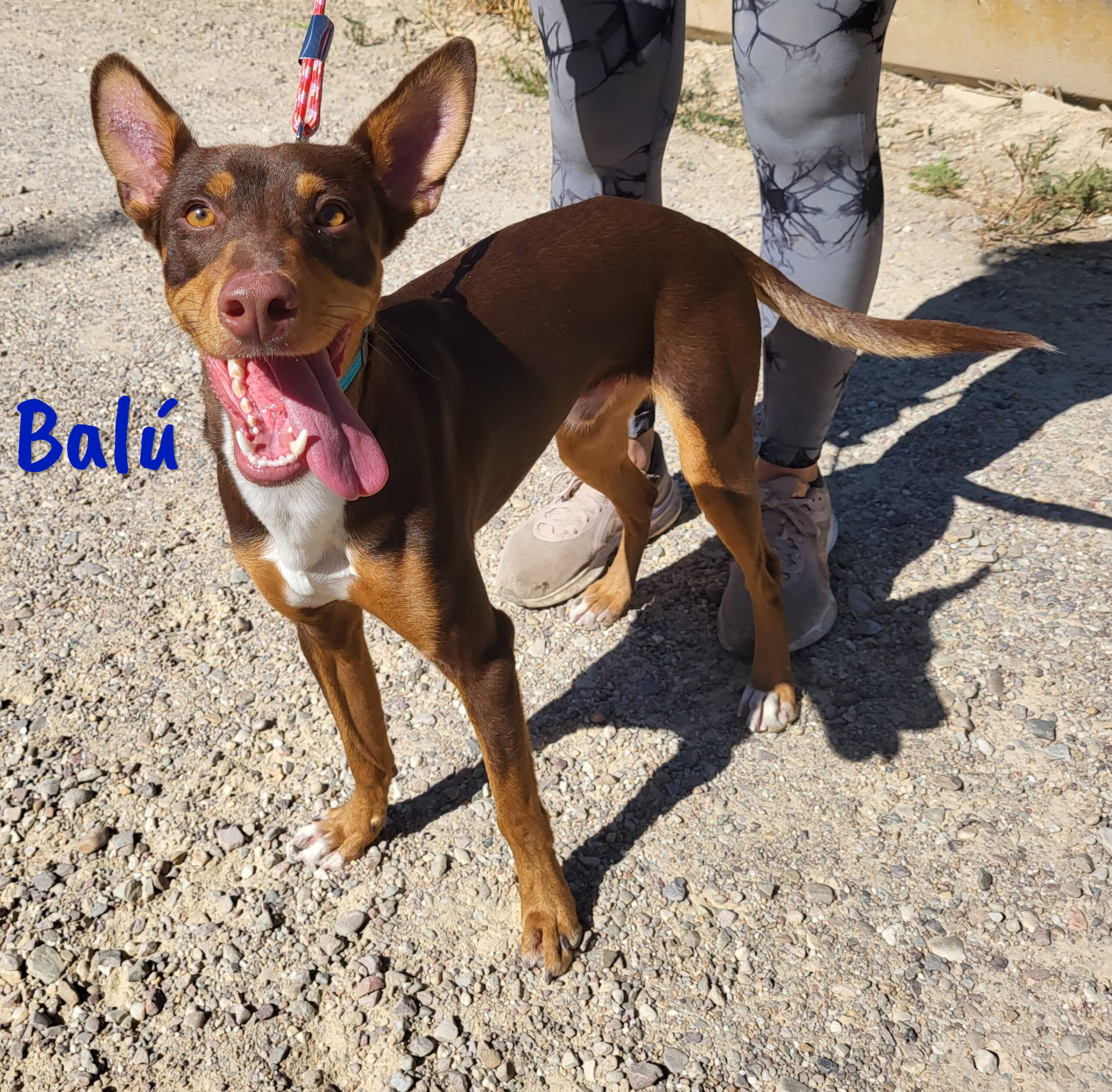 Balú » Tierschutzverein SOS-Dogs e.V.