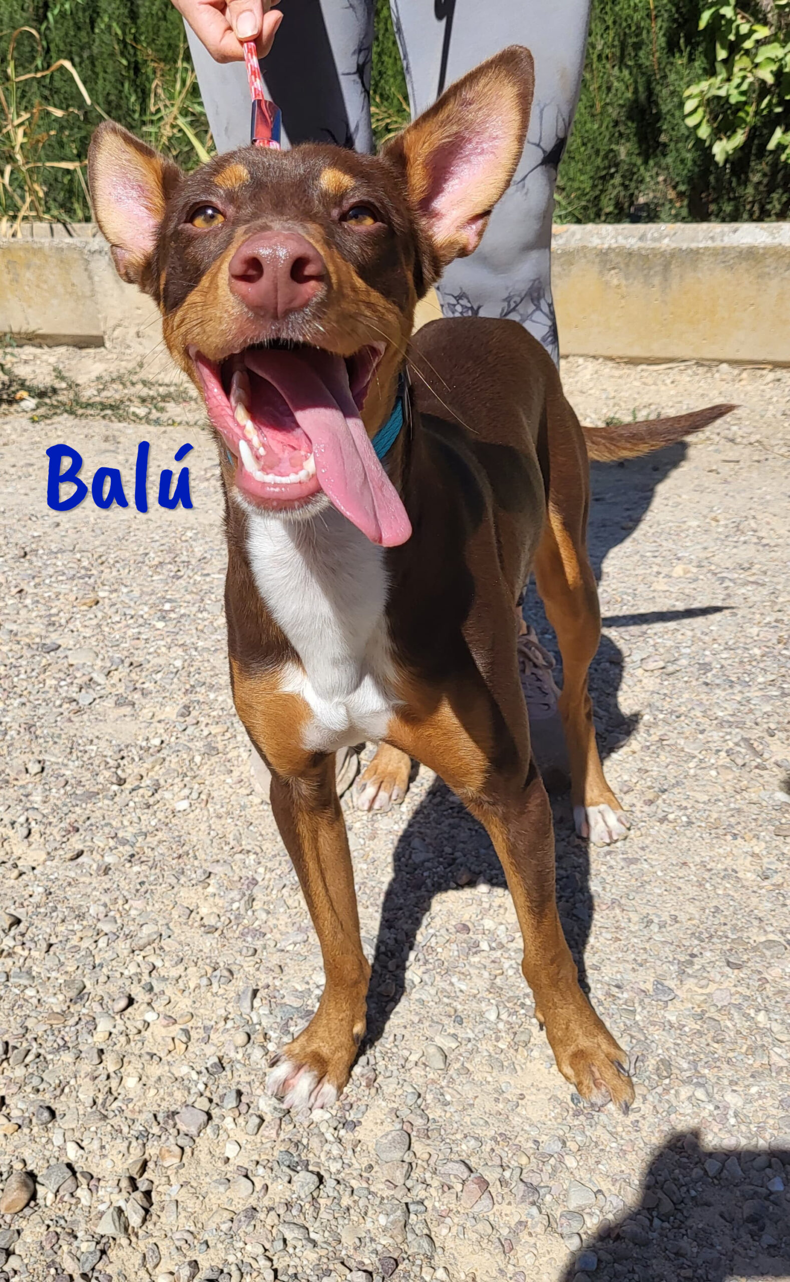Balú » Tierschutzverein SOS-Dogs e.V.