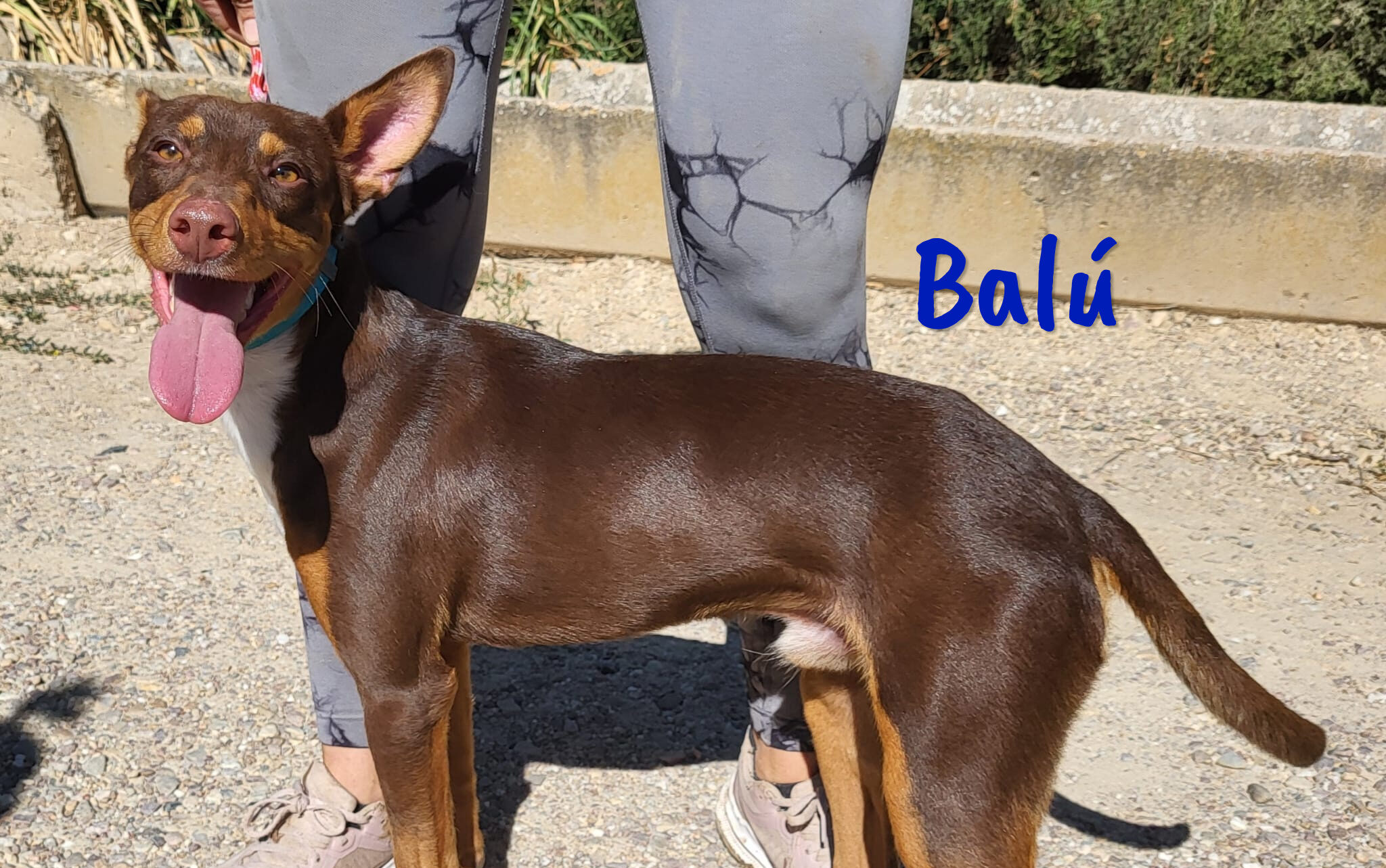 Balú » Tierschutzverein SOS-Dogs e.V.