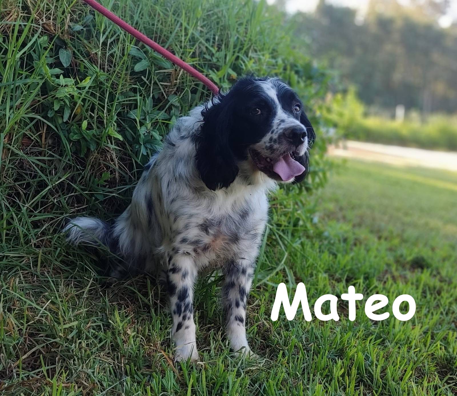 Mateo » Tierschutzverein SOS-Dogs e.V.