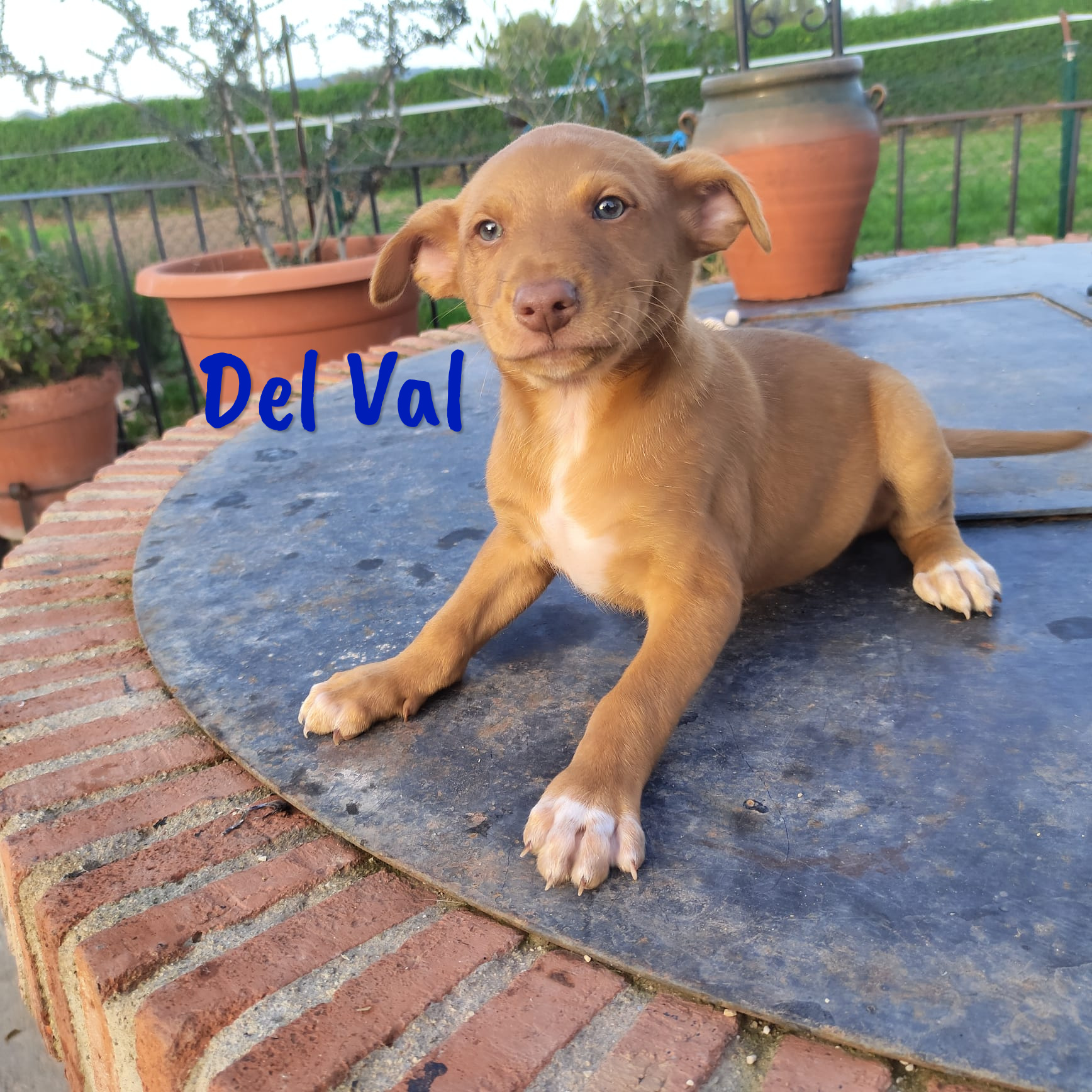 Del Val » Tierschutzverein SOS-Dogs e.V.