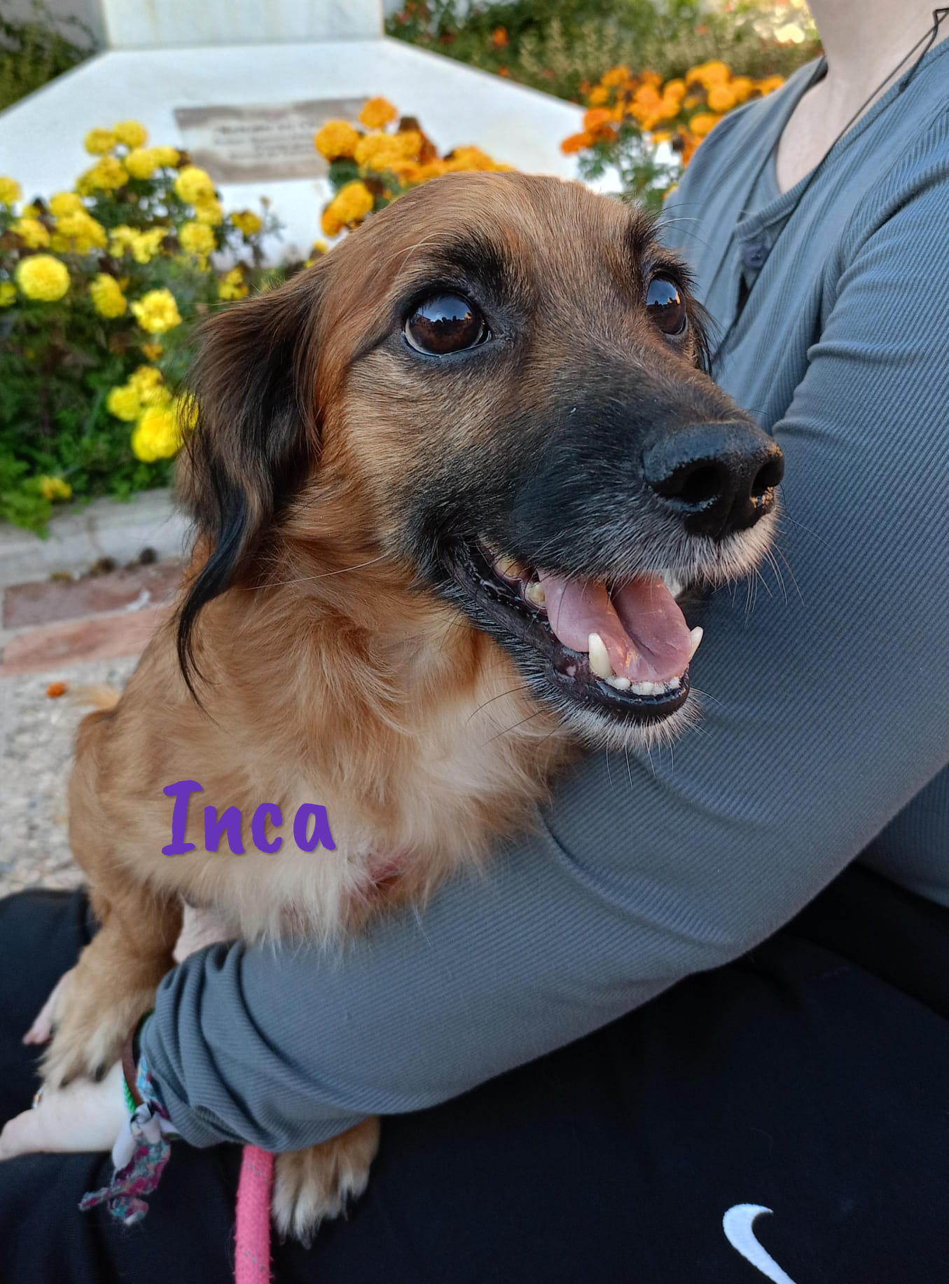 Inca » Tierschutzverein SOS-Dogs e.V.