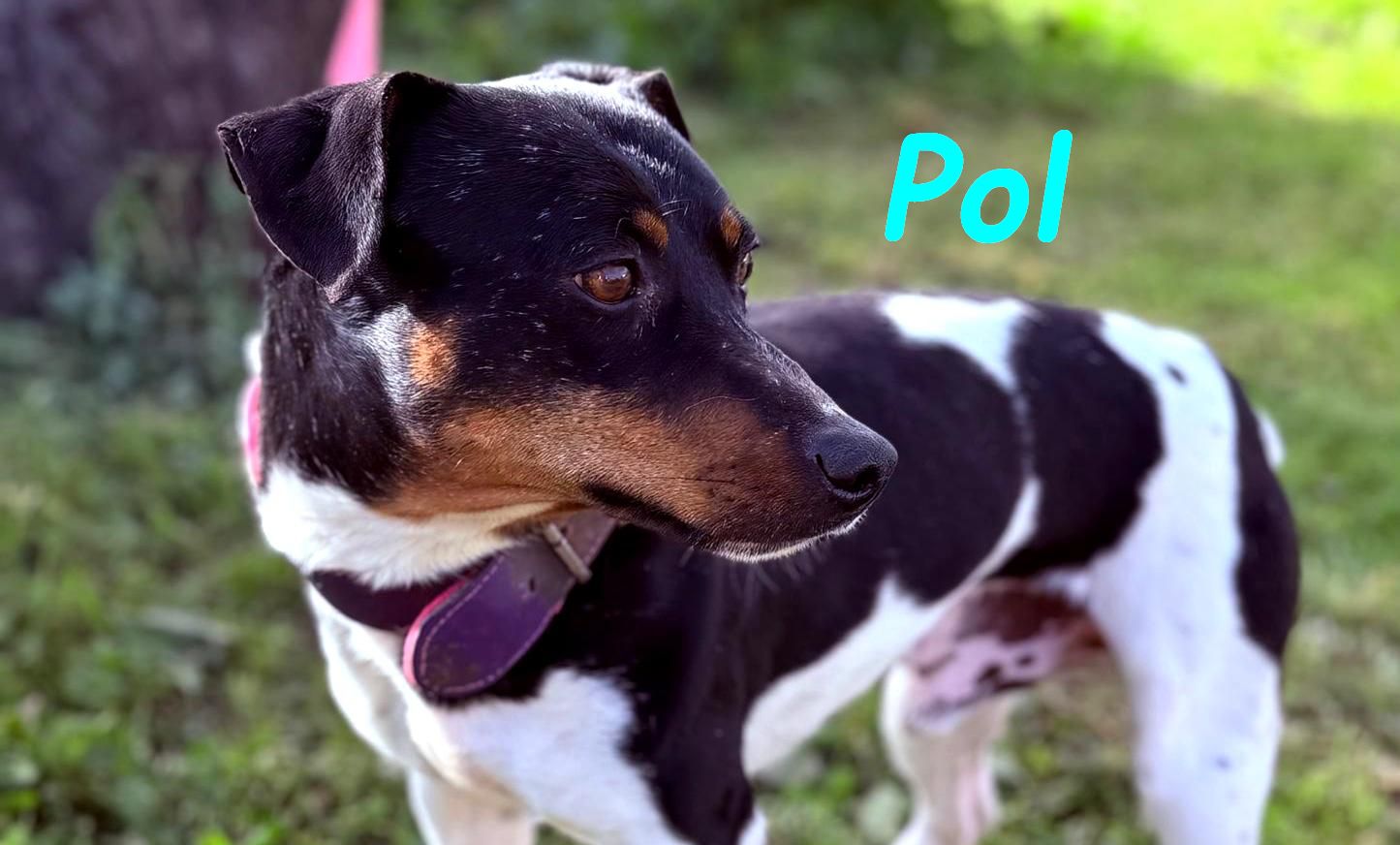Pol » Tierschutzverein SOS-Dogs e.V.