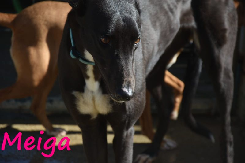 Meiga » Tierschutzverein SOS-Dogs e.V.