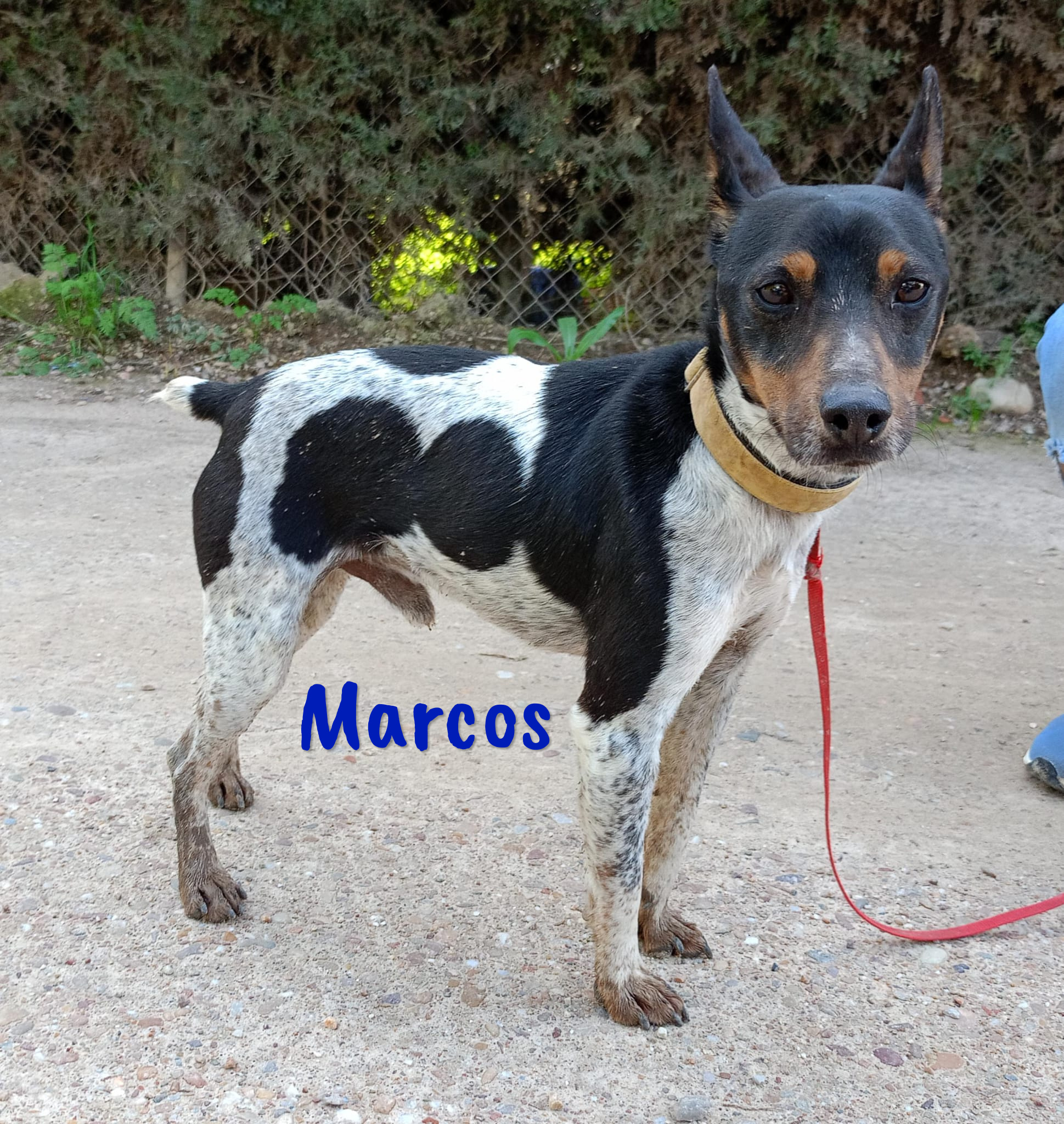 Marcos » Tierschutzverein SOS-Dogs e.V.