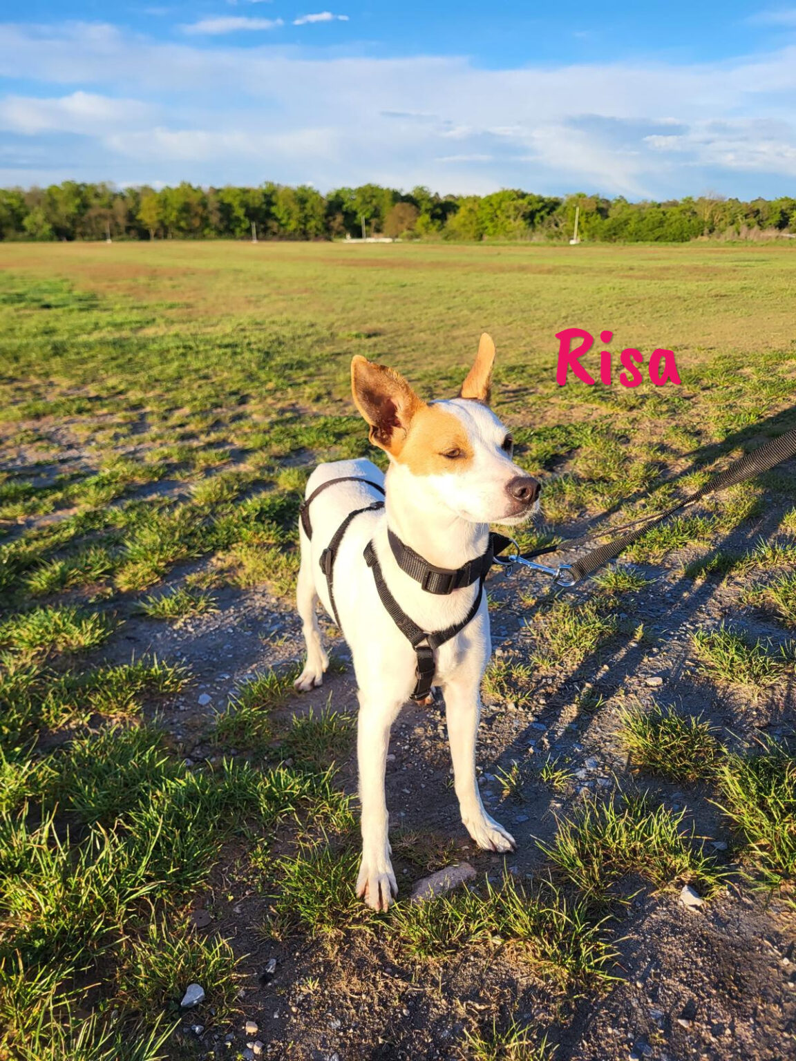 Risa » Tierschutzverein SOS-Dogs e.V.