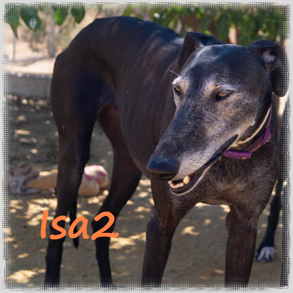 Isa2 » Tierschutzverein SOS-Dogs e.V.