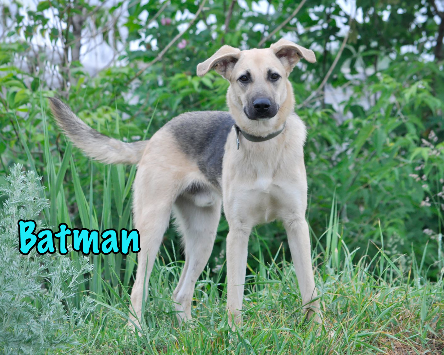Batman » Tierschutzverein SOS-Dogs e.V.