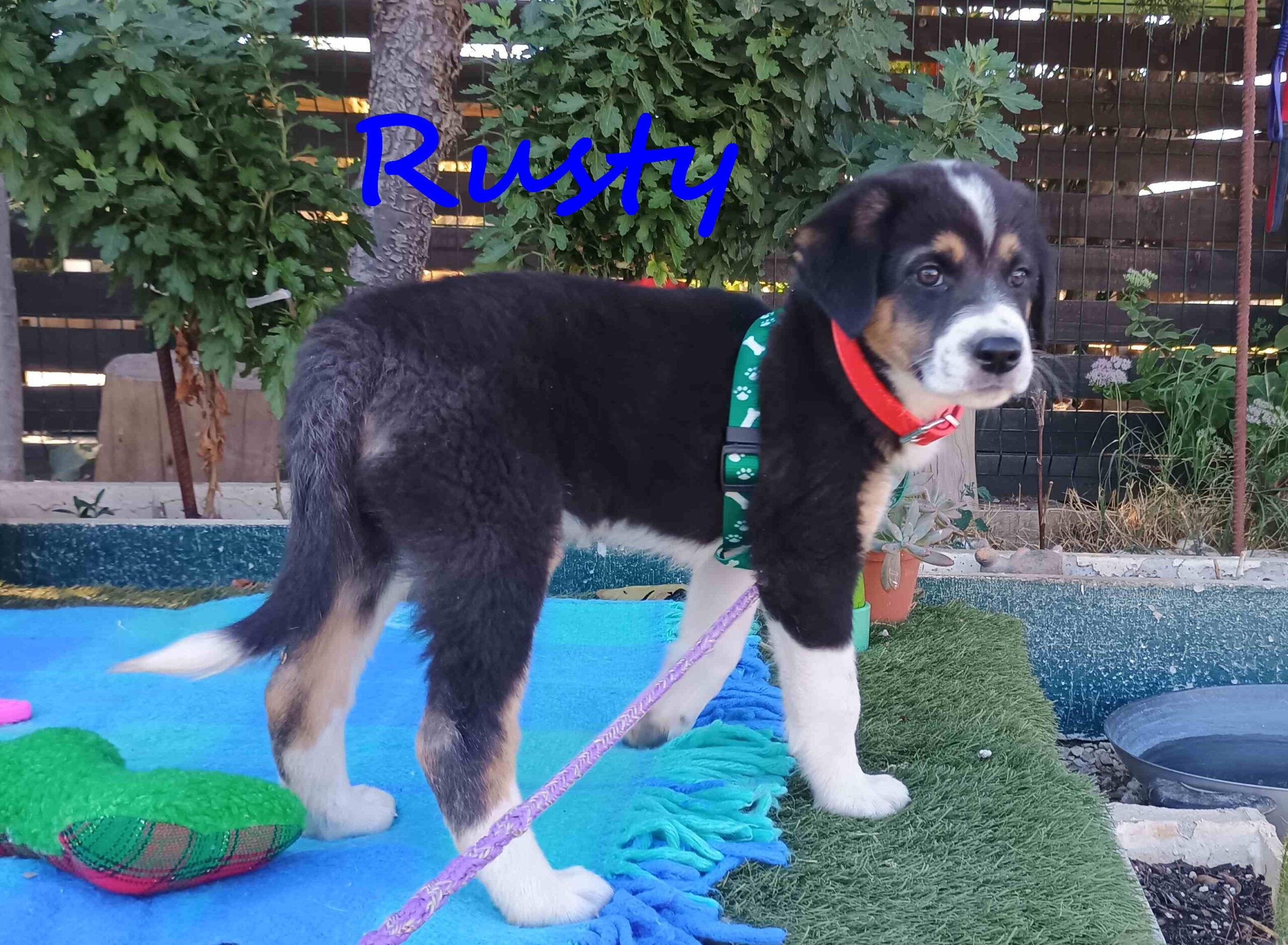 Rusty » Tierschutzverein SOS-Dogs e.V.