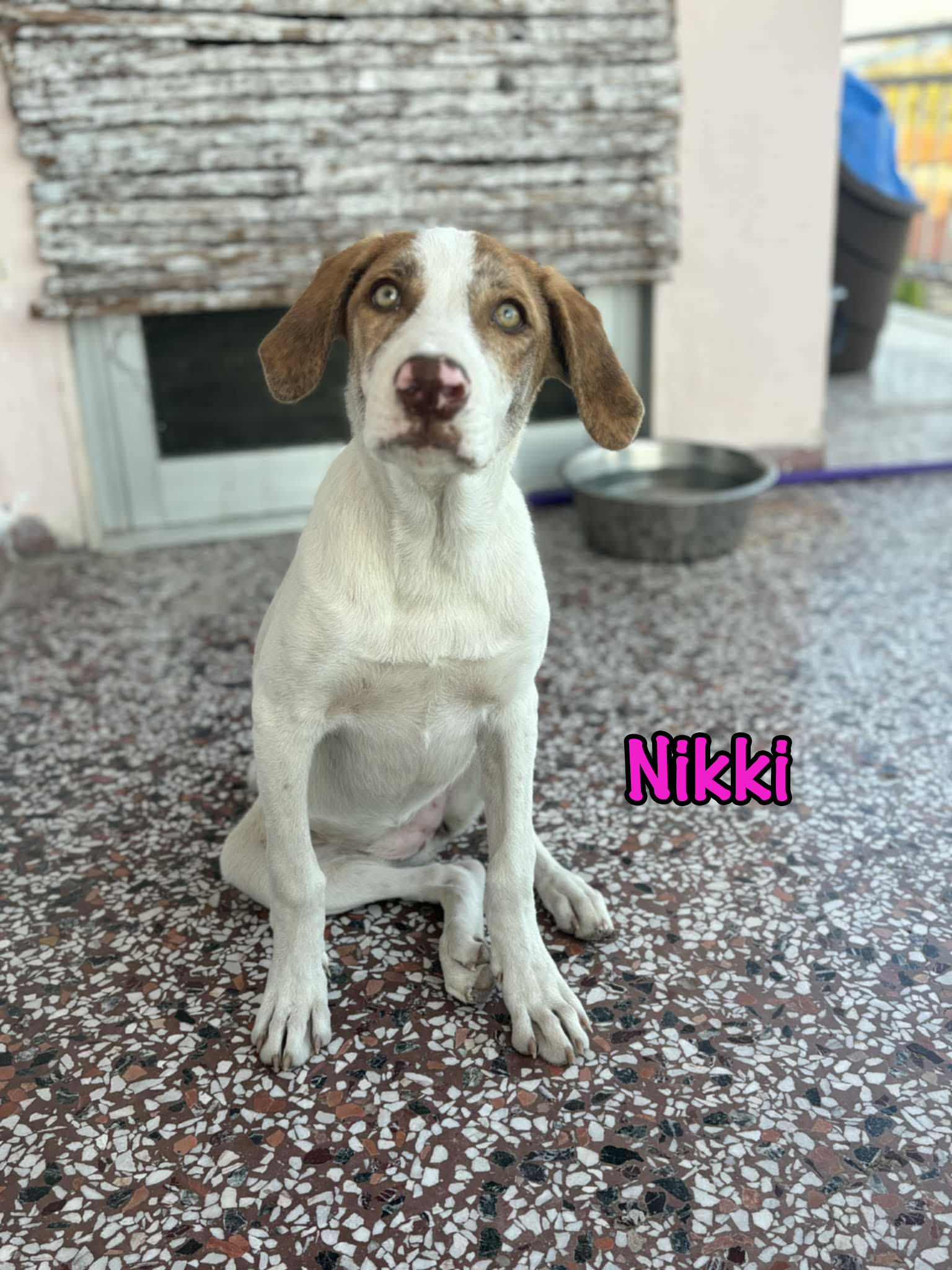 Nikki » Tierschutzverein SOS-Dogs e.V.