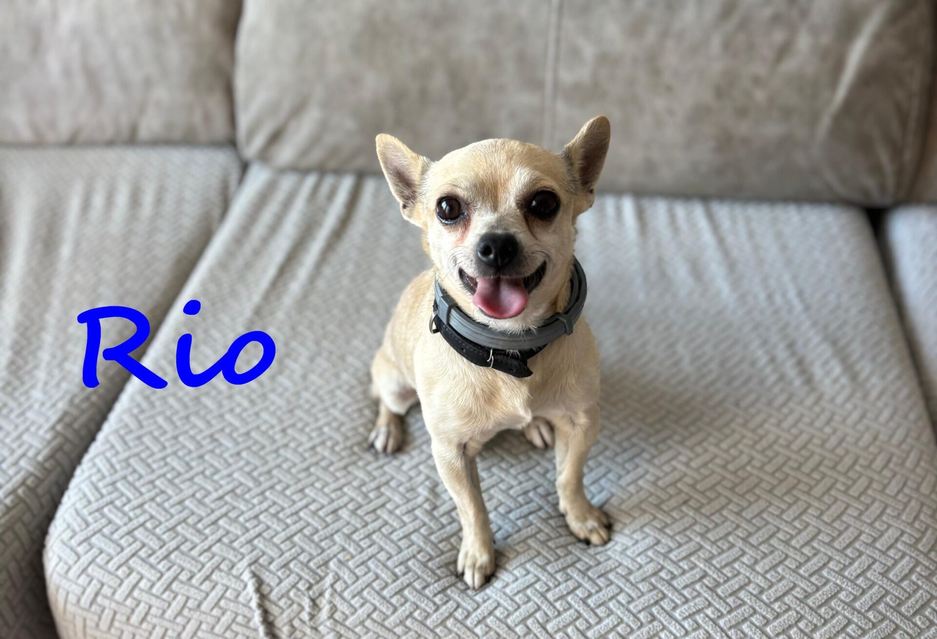 Rio » Tierschutzverein SOS-Dogs e.V.