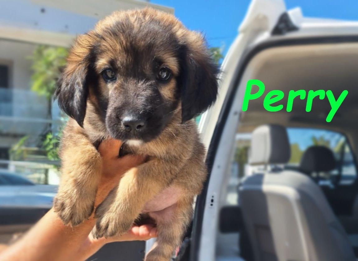 Perry » Tierschutzverein SOS-Dogs e.V.