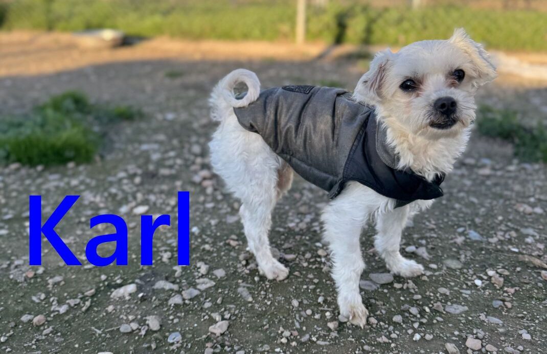 Karl » Tierschutzverein SOS-Dogs e.V.